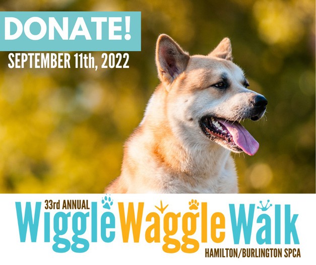 33rd Annual Wiggle Waggle Walk | Y108